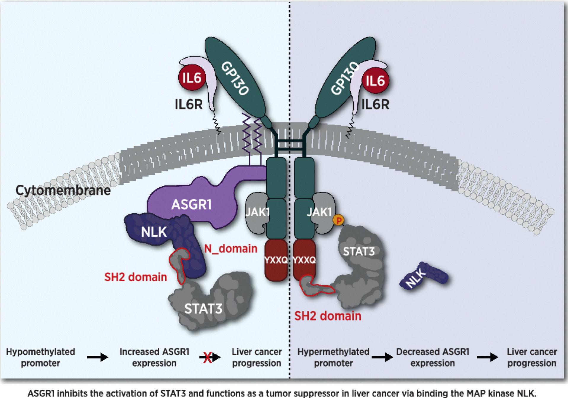 Asialoglycoprotein Receptor 1 Functions as a Tumor Suppressor in Liver ...