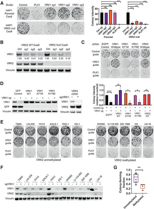 VRK1 Is a Synthetic–Lethal Target in VRK2-Deficient Glioblastoma ...