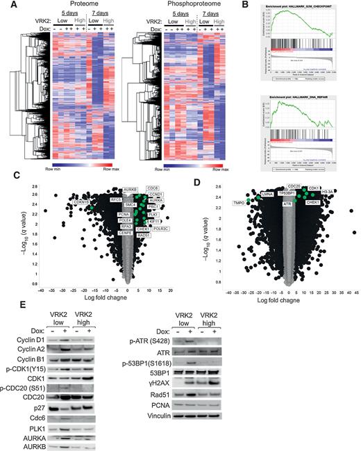 VRK1 Is a Synthetic–Lethal Target in VRK2-Deficient Glioblastoma ...