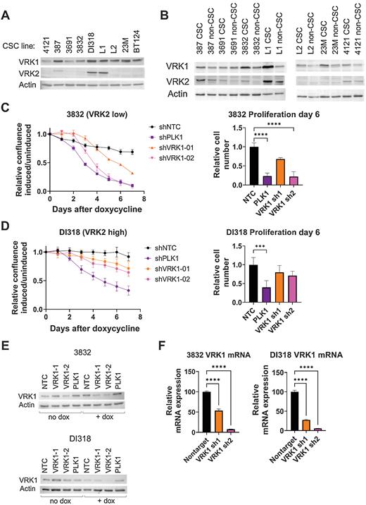 VRK1 Is a Synthetic–Lethal Target in VRK2-Deficient Glioblastoma ...