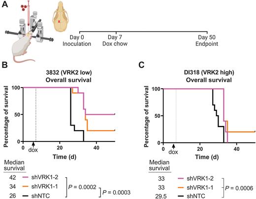 VRK1 Is a Synthetic–Lethal Target in VRK2-Deficient Glioblastoma ...