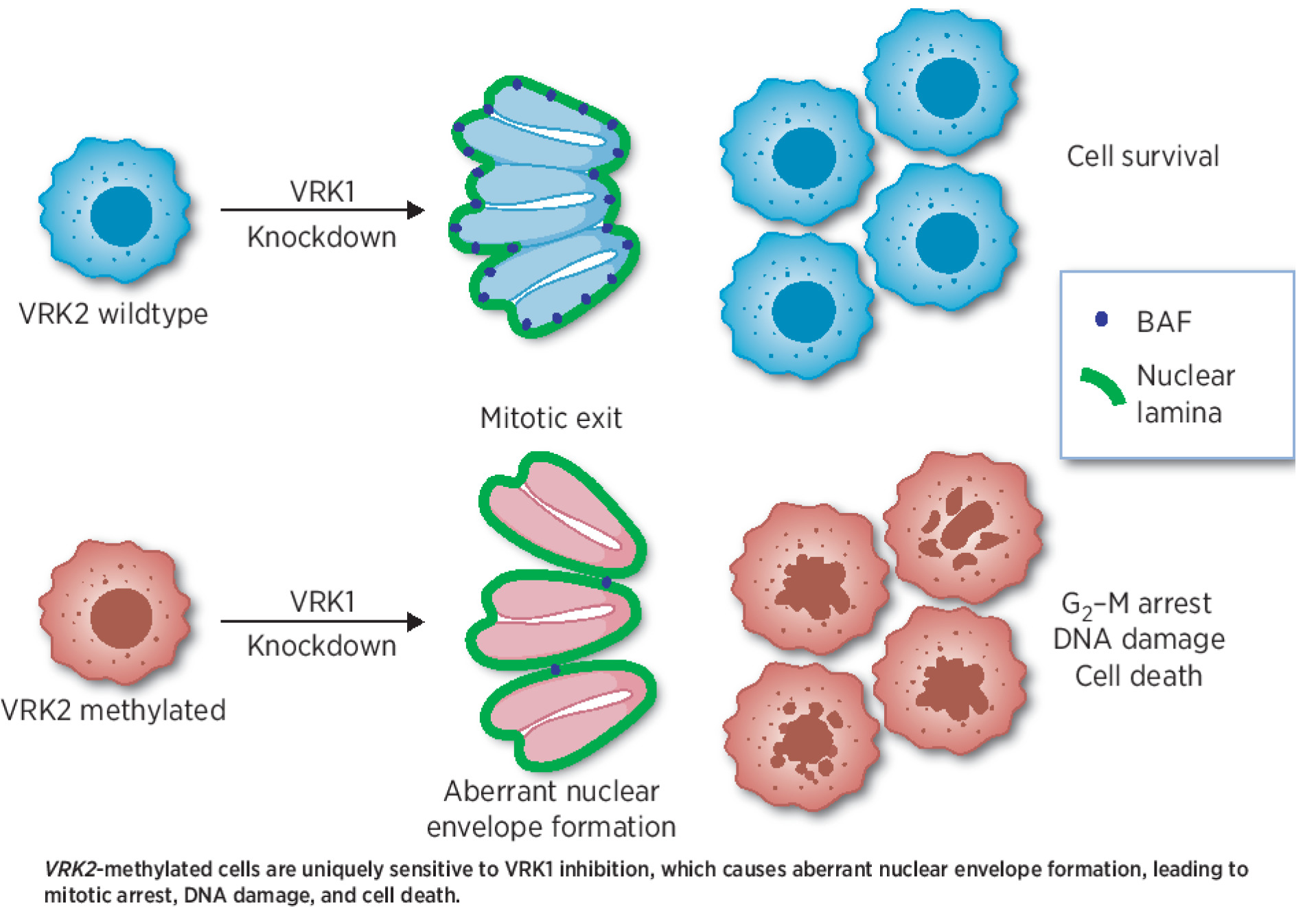 VRK1 Is a Synthetic–Lethal Target in VRK2-Deficient Glioblastoma ...