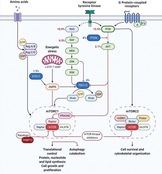 Challenges and Emerging Opportunities for Targeting mTOR in Cancer ...