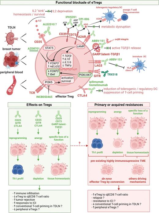 Therapeutic Targeting of Tumor-Infiltrating Regulatory T Cells in Breast Cancer | Cancer ...