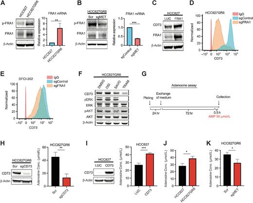 MET-Induced CD73 Restrains STING-Mediated Immunogenicity of EGFR-Mutant ...