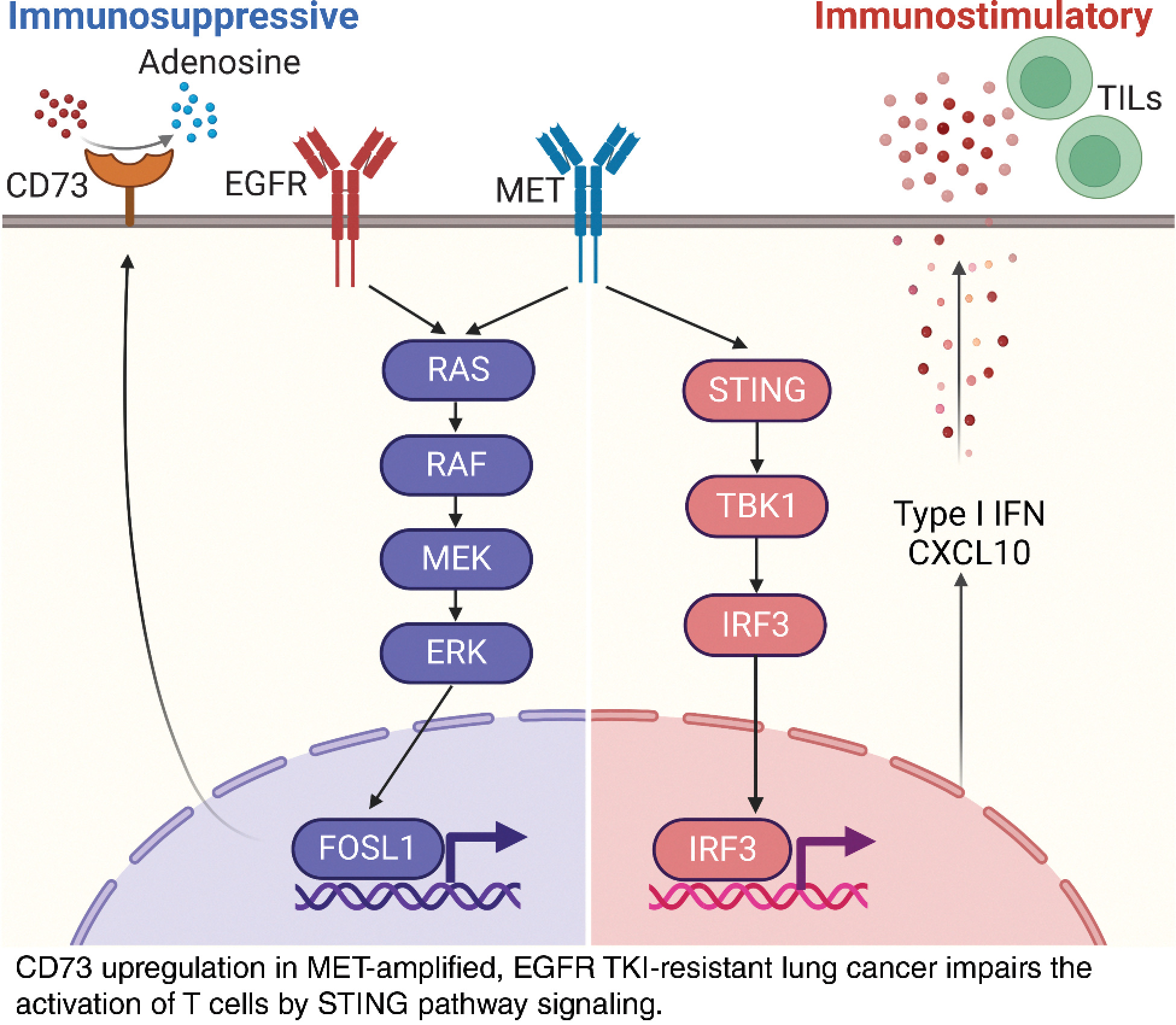 MET-Induced CD73 Restrains STING-Mediated Immunogenicity of EGFR-Mutant Lung Cancer | Cancer ...