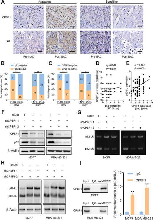 An Alternatively Spliced p62 Isoform Confers Resistance to Chemotherapy ...