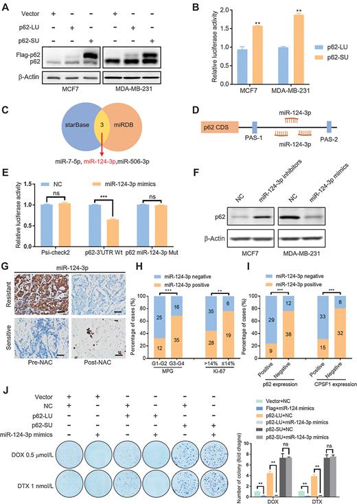 An Alternatively Spliced p62 Isoform Confers Resistance to Chemotherapy ...