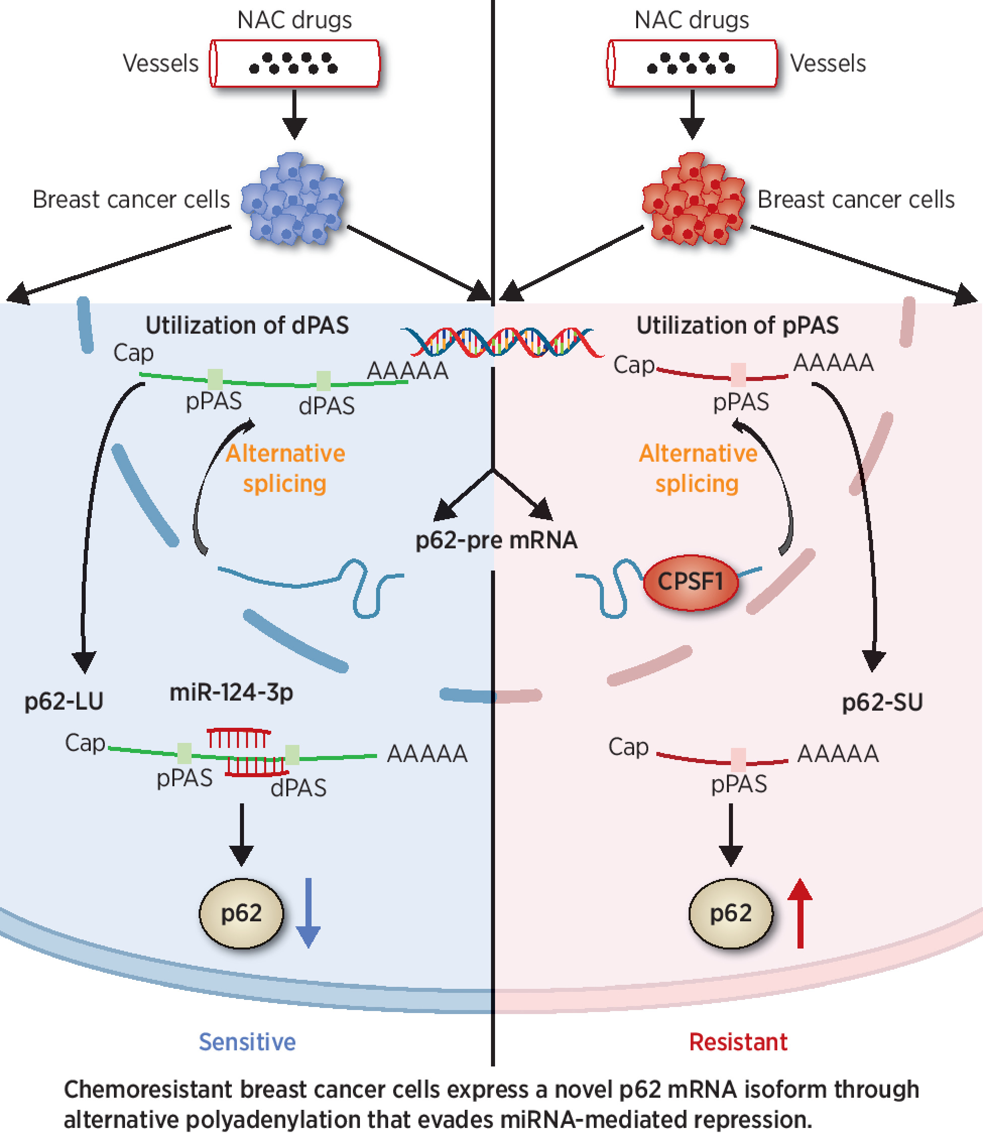 An Alternatively Spliced p62 Isoform Confers Resistance to Chemotherapy ...