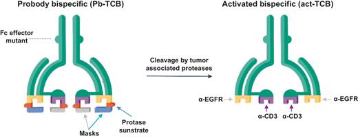 A Probody T Cell–Engaging Bispecific Antibody Targeting EGFR and CD3 ...