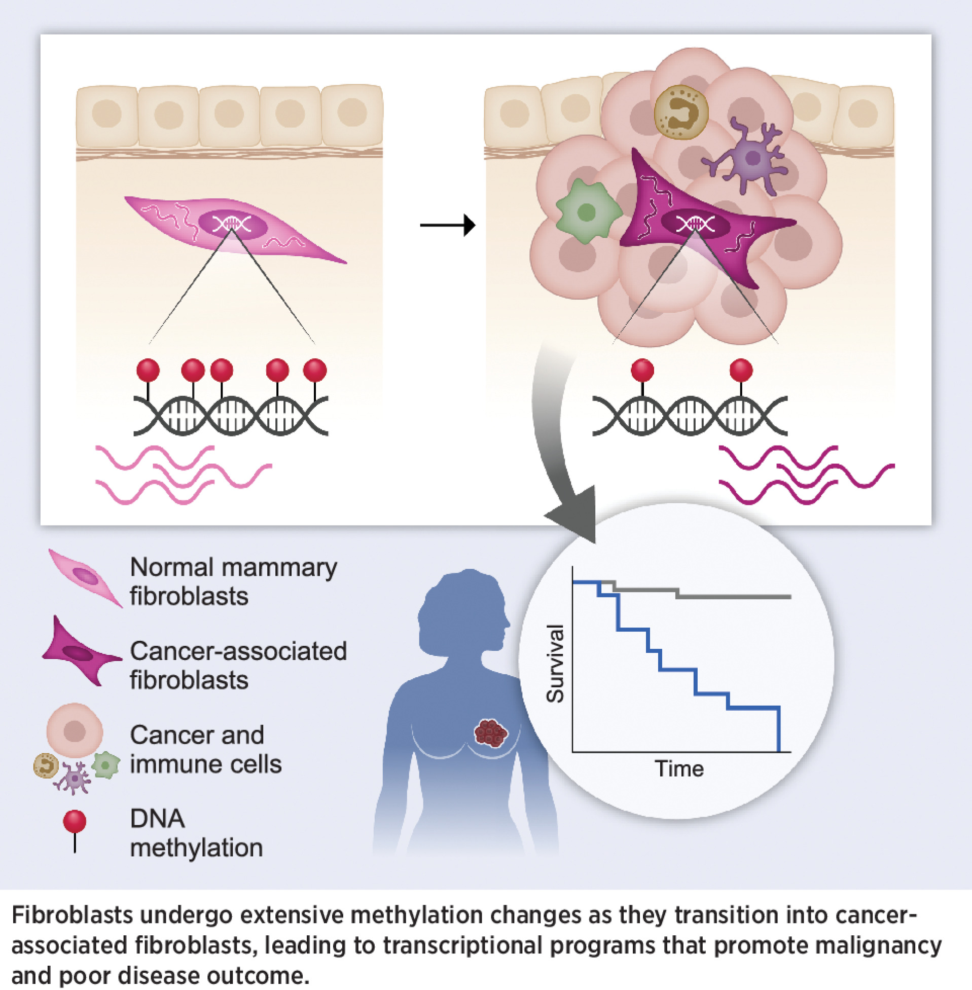 Global DNA Methylation Analysis of Cancer-Associated Fibroblasts ...