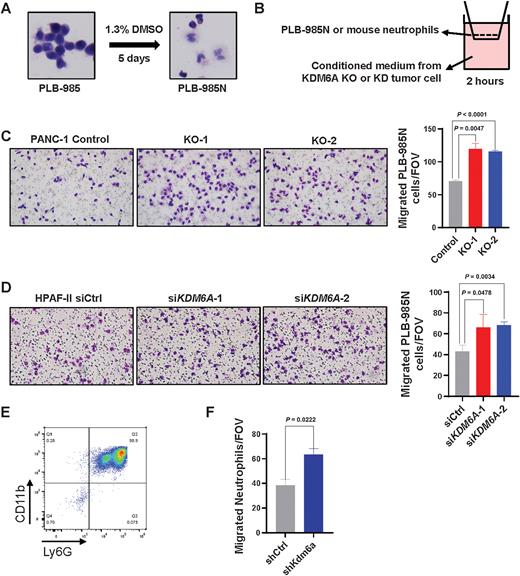 KDM6A Loss Recruits Tumor-Associated Neutrophils and Promotes ...