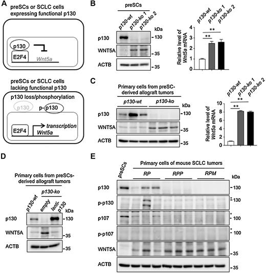 WNT5A–RHOA Signaling Is a Driver of Tumorigenesis and Represents a ...