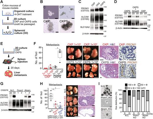 The cAMP/PKA/CREB and TGFβ/SMAD4 Pathways Regulate Stemness and ...