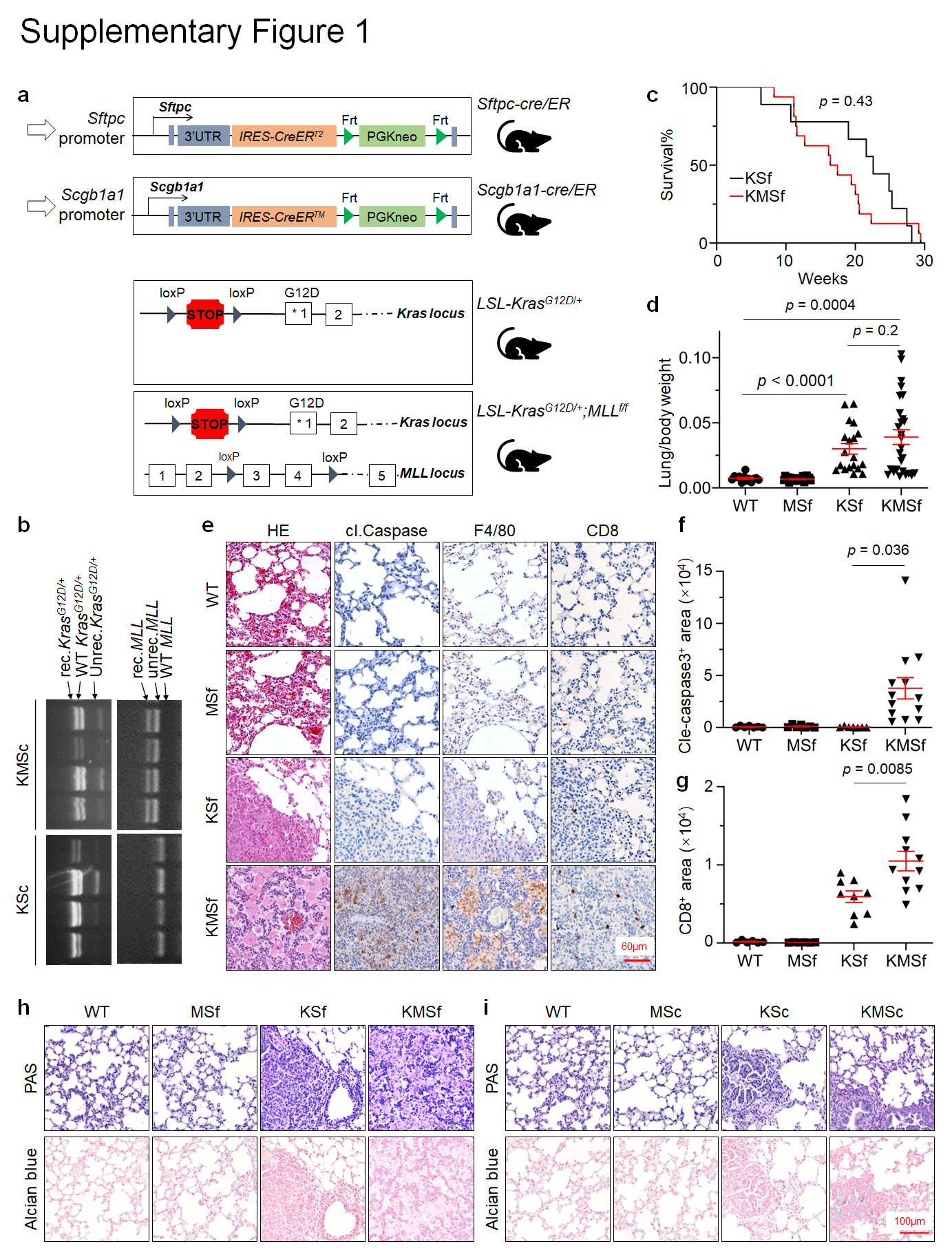 Loss of MLL Induces Epigenetic Dysregulation of Rasgrf1 to Attenuate ...