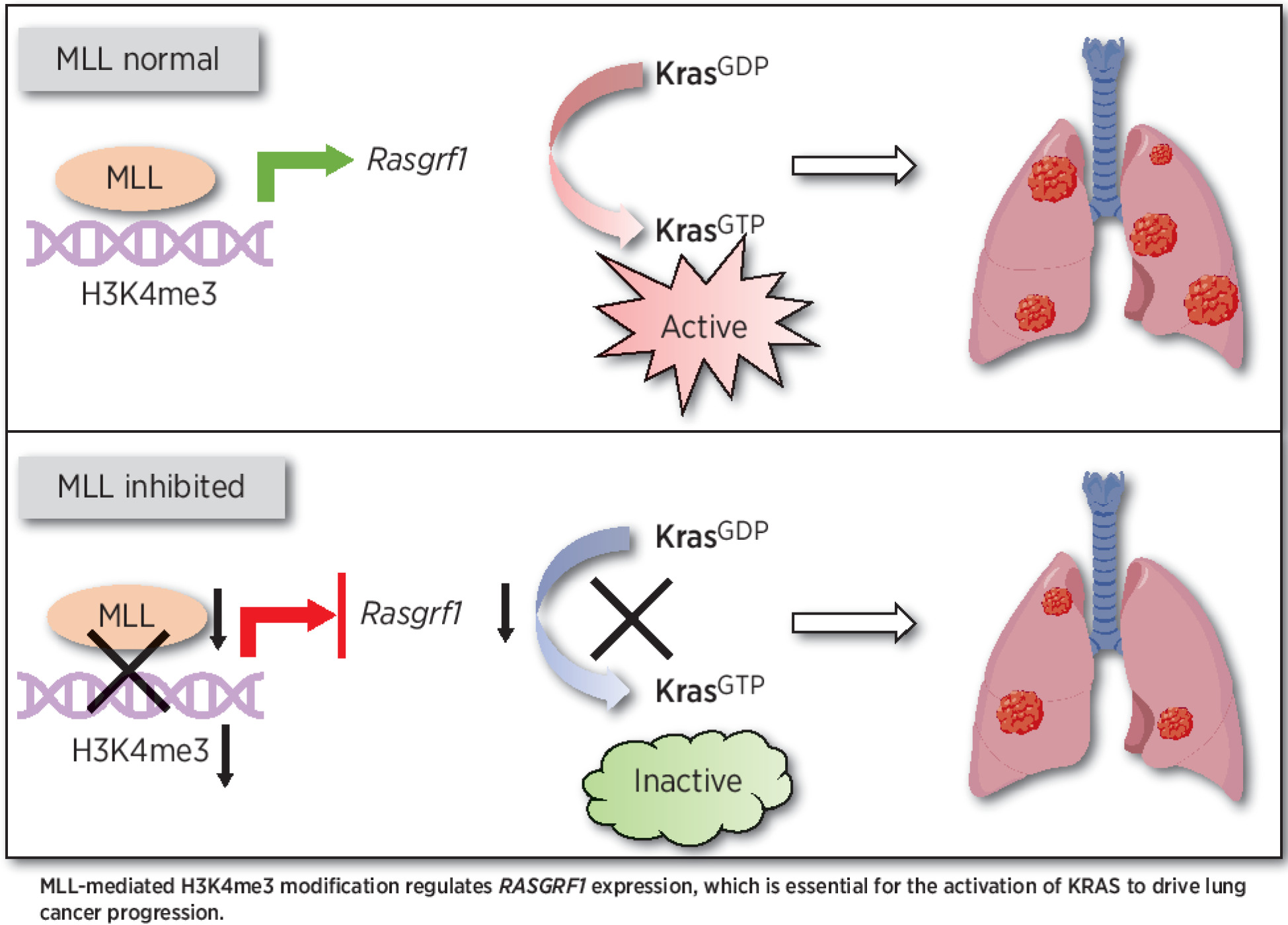 Loss of MLL Induces Epigenetic Dysregulation of Rasgrf1 to Attenuate ...