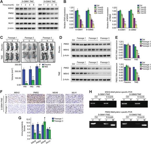 MEX3A Impairs DNA Mismatch Repair Signaling and Mediates Acquired ...