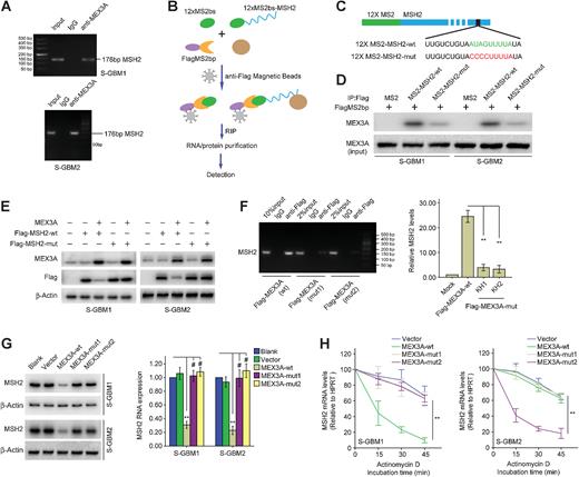 MEX3A Impairs DNA Mismatch Repair Signaling and Mediates Acquired ...