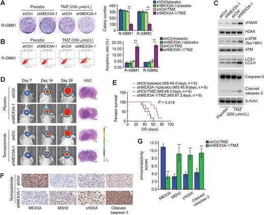 MEX3A Impairs DNA Mismatch Repair Signaling and Mediates Acquired ...