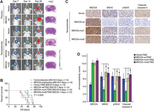 MEX3A Impairs DNA Mismatch Repair Signaling and Mediates Acquired ...