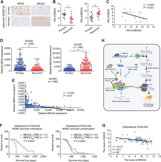 MEX3A Impairs DNA Mismatch Repair Signaling and Mediates Acquired ...
