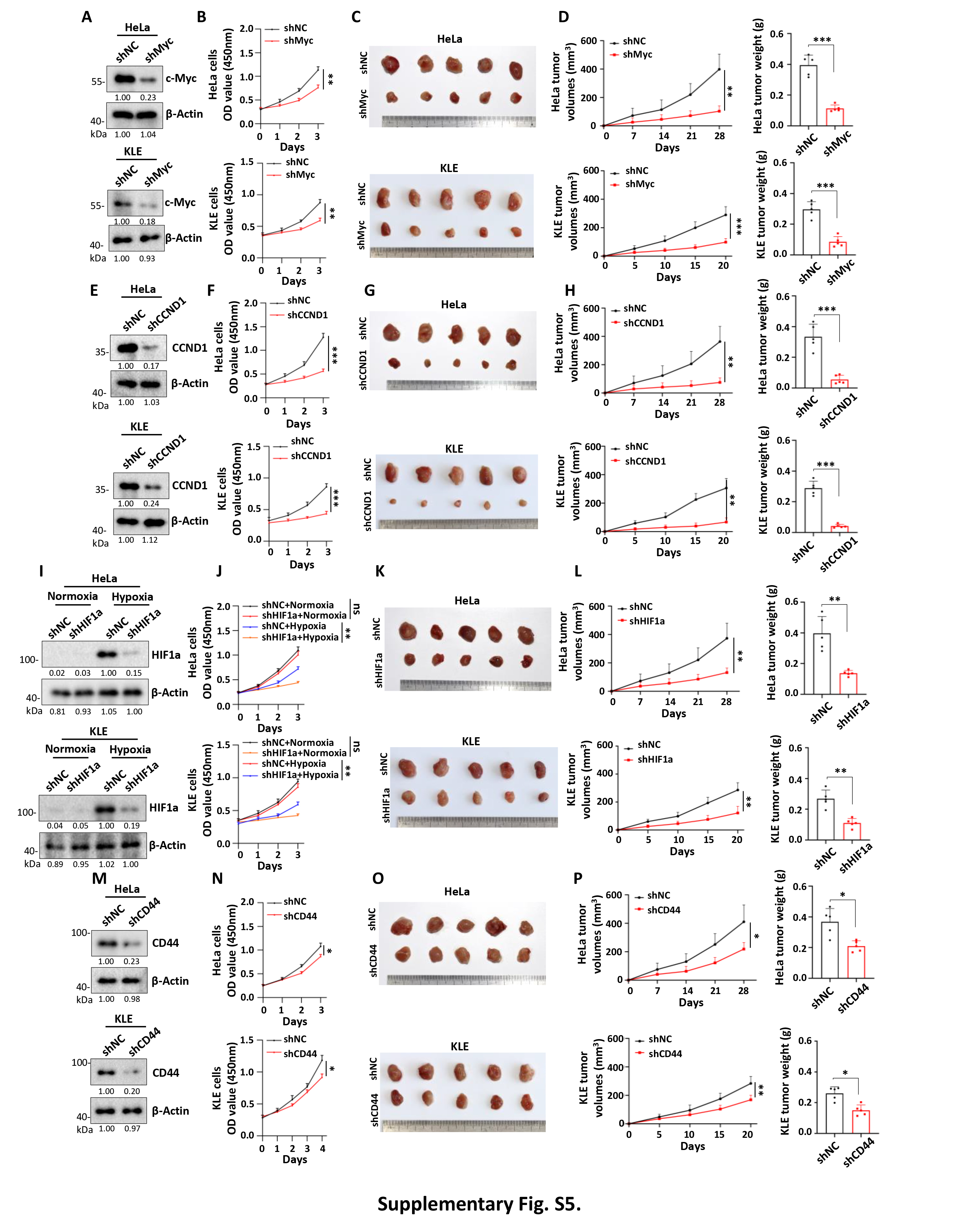 Loss of LOXL2 Promotes Uterine Hypertrophy and Tumor Progression by ...