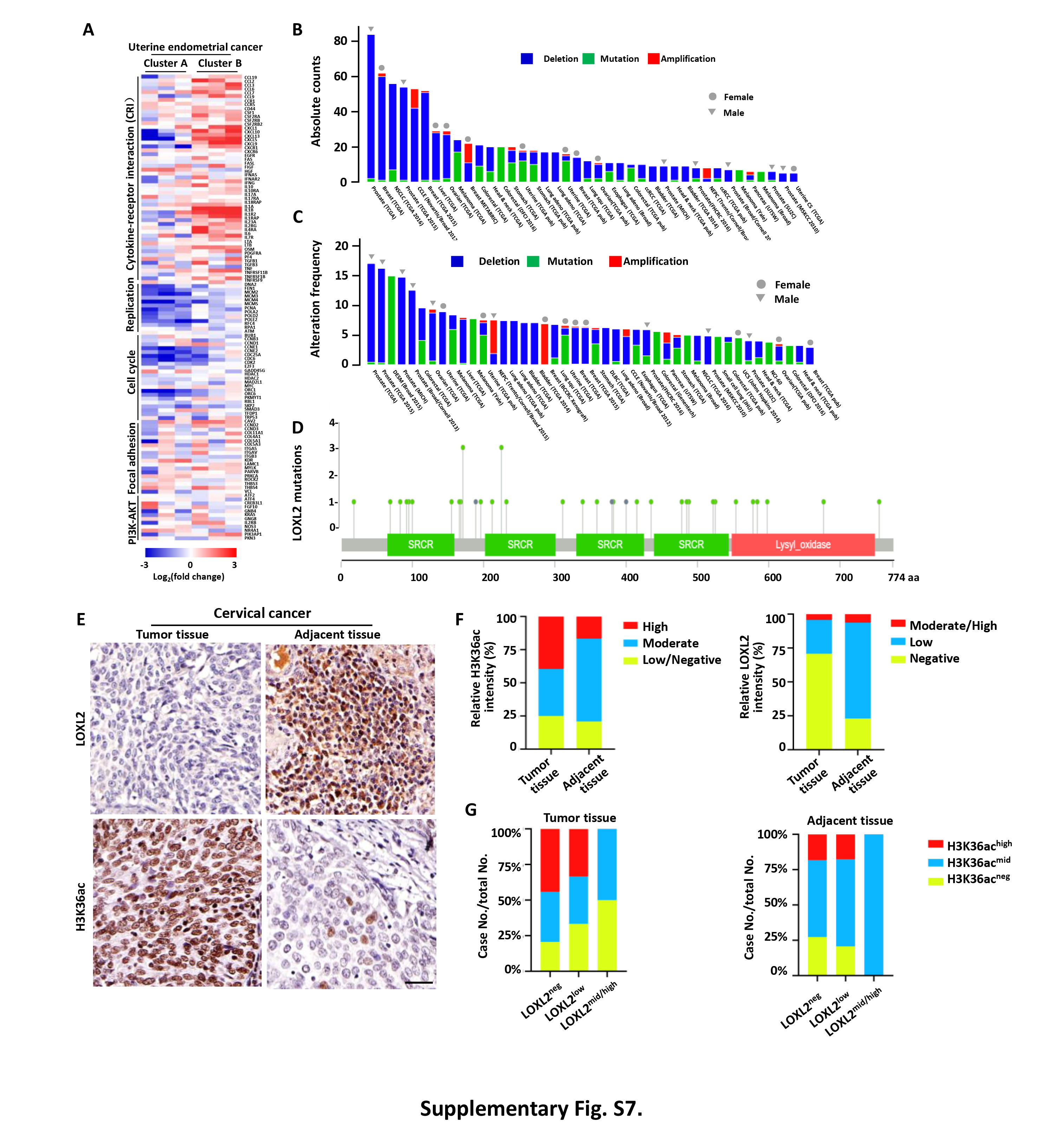 Loss of LOXL2 Promotes Uterine Hypertrophy and Tumor Progression by ...