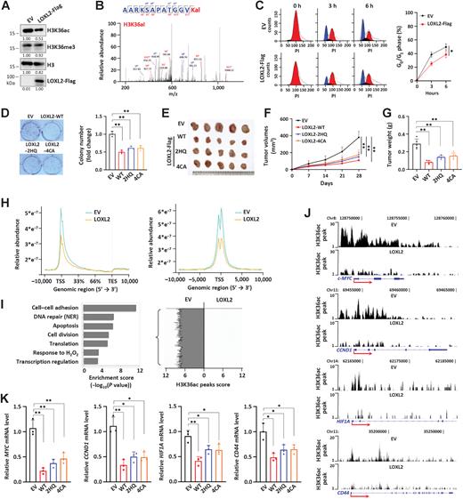 Loss of LOXL2 Promotes Uterine Hypertrophy and Tumor Progression by ...