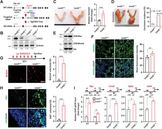 Loss of LOXL2 Promotes Uterine Hypertrophy and Tumor Progression by ...