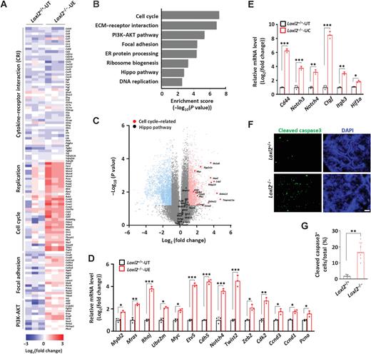 Loss of LOXL2 Promotes Uterine Hypertrophy and Tumor Progression by ...
