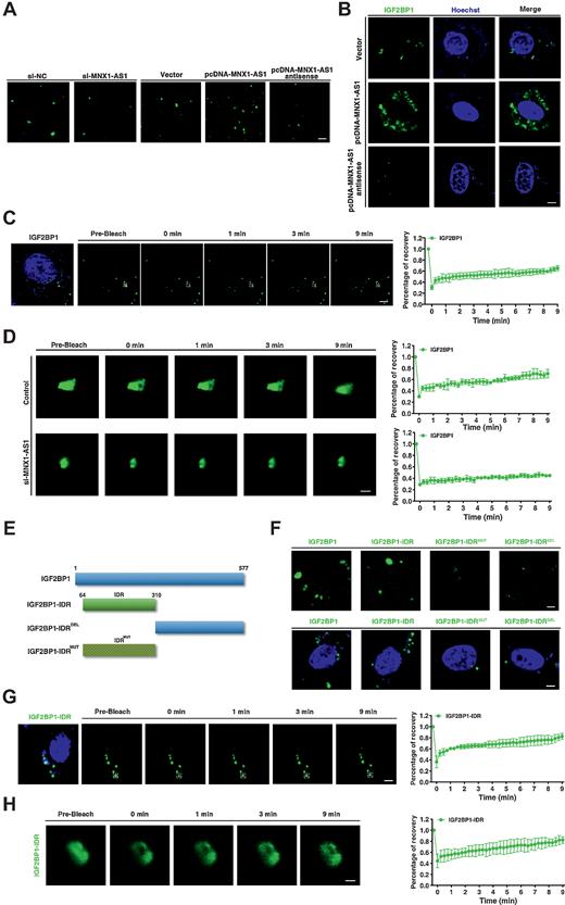 MNX1-AS1 Promotes Phase Separation of IGF2BP1 to Drive c-Myc–Mediated ...