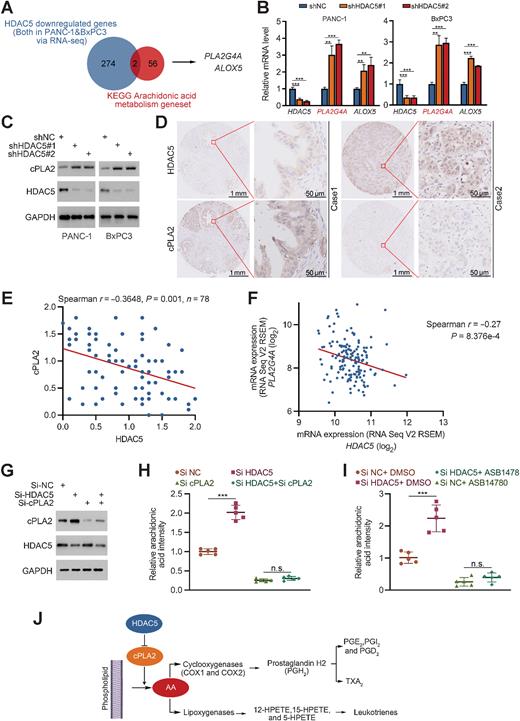 HDAC5 Loss Enhances Phospholipid-Derived Arachidonic Acid Generation ...