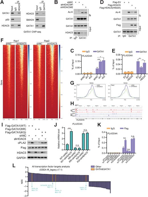 HDAC5 Loss Enhances Phospholipid-Derived Arachidonic Acid Generation ...