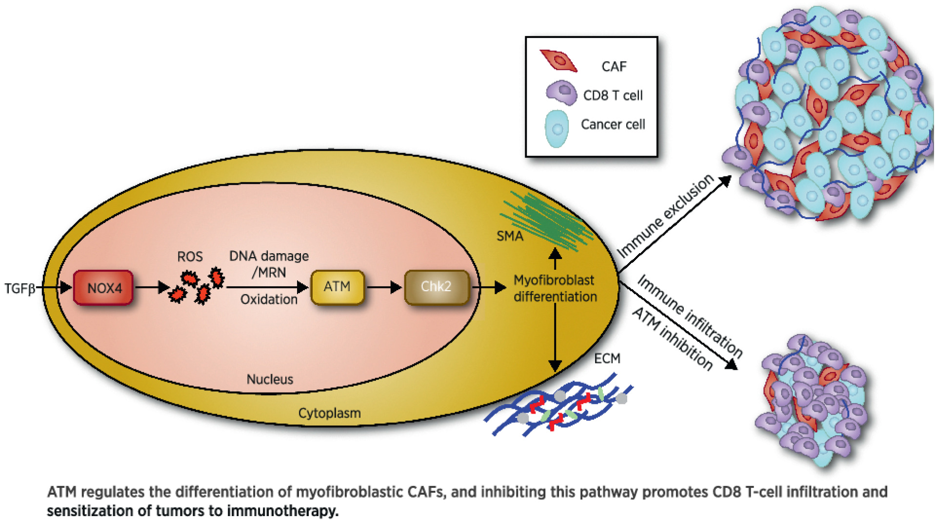 ATM Regulates Differentiation of Myofibroblastic Cancer-Associated ...