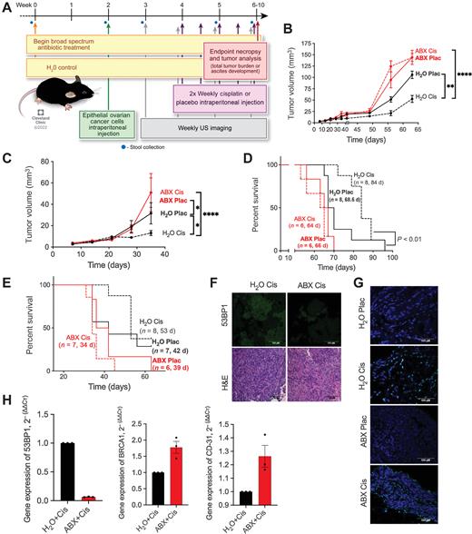Disruption of the Gut Microbiota Confers Cisplatin Resistance in ...