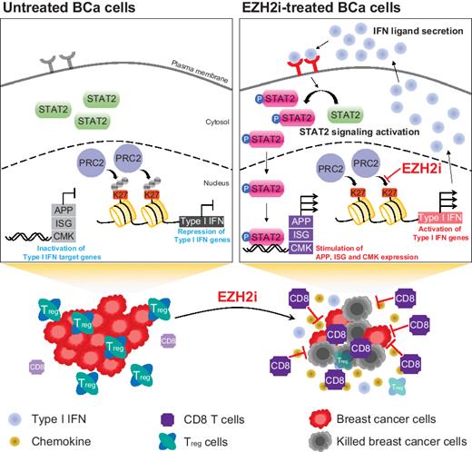 PRC2-Mediated Epigenetic Suppression of Type I IFN-STAT2 Signaling ...