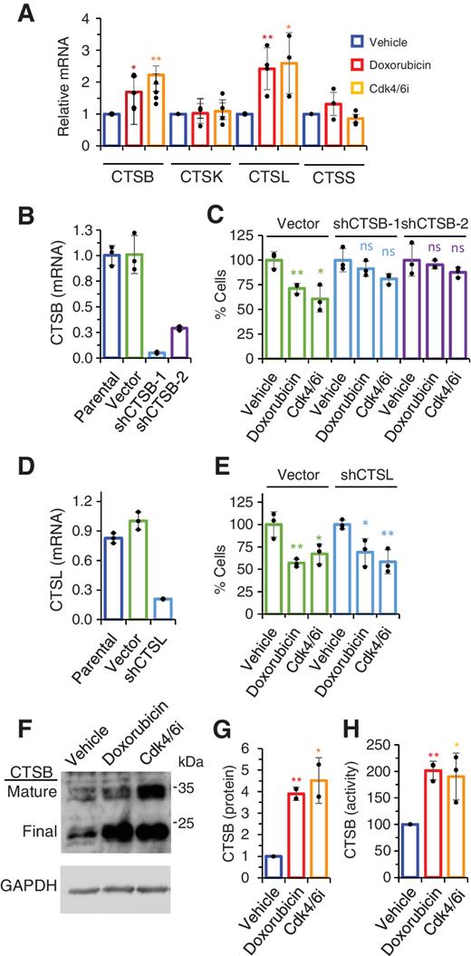 Therapy-Induced Senescence Enhances the Efficacy of HER2-Targeted ...