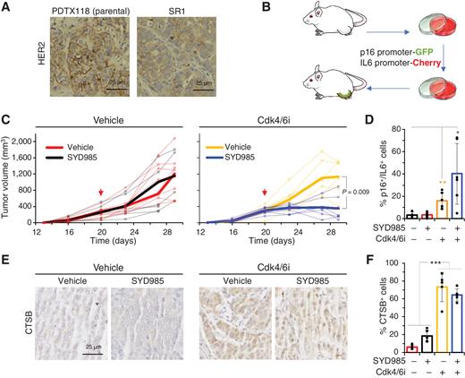 Therapy-Induced Senescence Enhances the Efficacy of HER2-Targeted ...