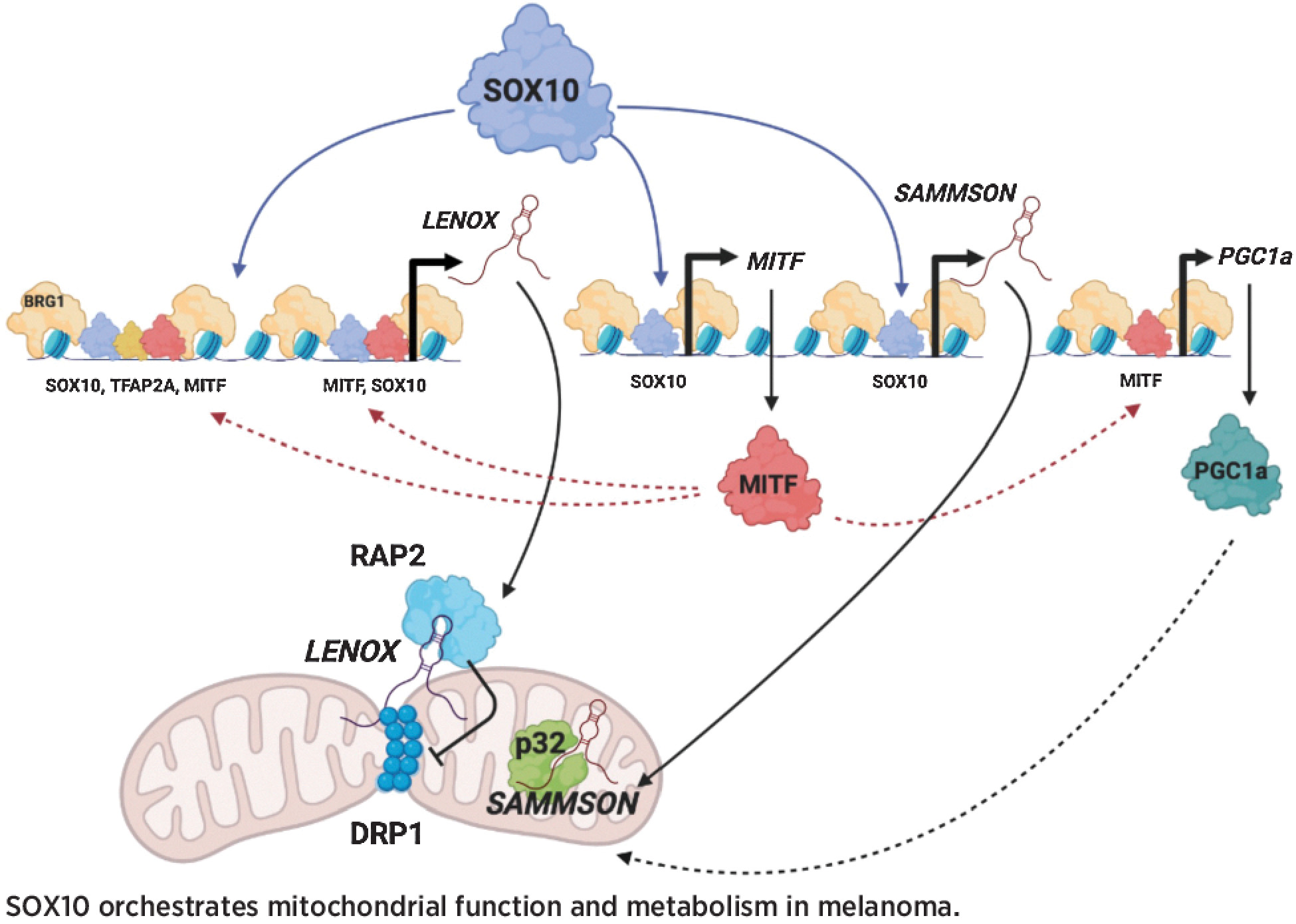 The LncRNA LENOX Interacts with RAP2C to Regulate Metabolism and ...