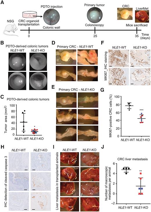 SMAD4 Loss Induces c-MYC–Mediated NLE1 Upregulation to Support Protein ...