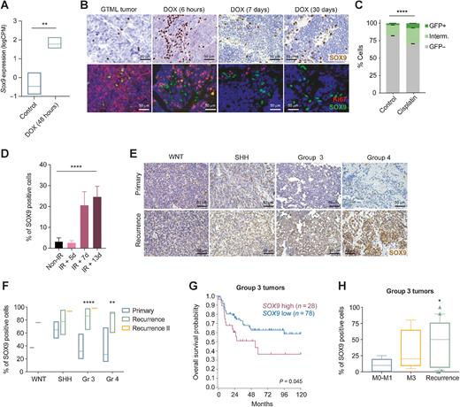Dormant SOX9-Positive Cells Facilitate MYC-Driven Recurrence of ...