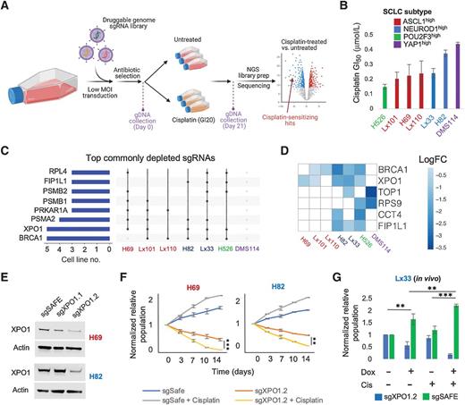 Inhibition of XPO1 Sensitizes Small Cell Lung Cancer to First- and ...