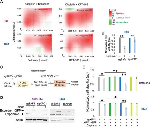 Inhibition of XPO1 Sensitizes Small Cell Lung Cancer to First- and Second-Line Chemotherapy ...