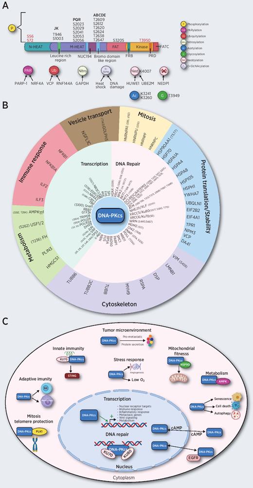 DNA-PKcs: A Targetable Protumorigenic Protein Kinase | Cancer Research ...