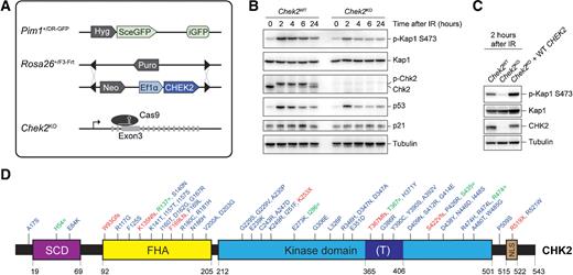 Functional Analysis Identifies Damaging CHEK2 Missense Variants ...