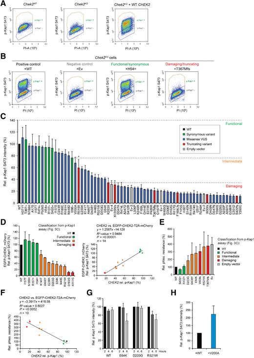 Functional Analysis Identifies Damaging CHEK2 Missense Variants ...