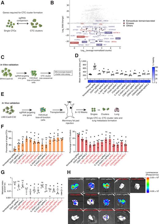 An In Vivo CRISPR Screen Identifies Stepwise Genetic Dependencies of ...