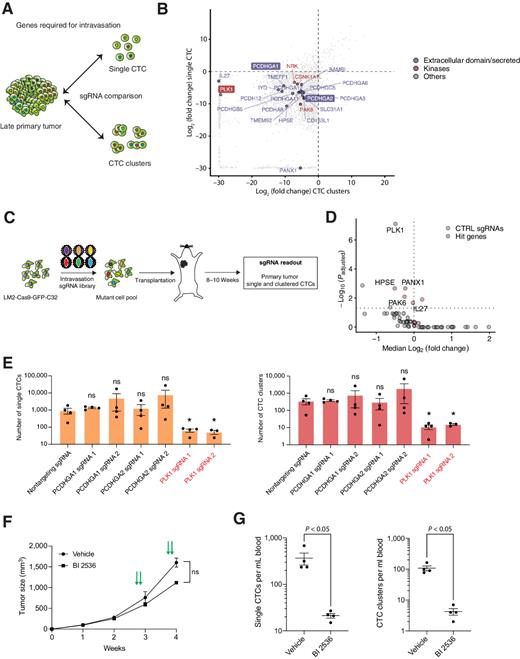 An In Vivo CRISPR Screen Identifies Stepwise Genetic Dependencies of ...