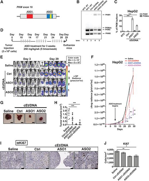 ASO-Based PKM Splice-Switching Therapy Inhibits Hepatocellular ...