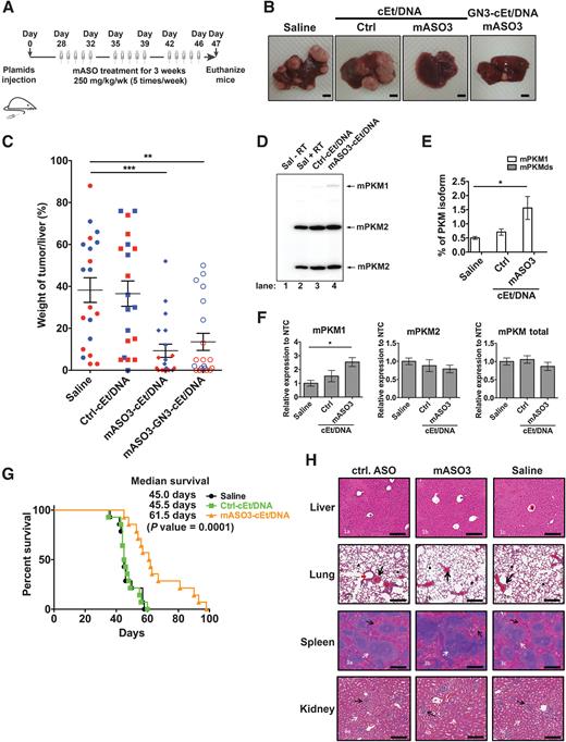 ASO-Based PKM Splice-Switching Therapy Inhibits Hepatocellular ...